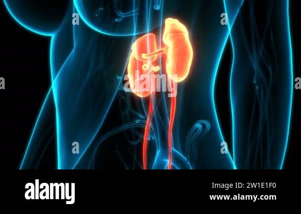 3D Animation Concept of Human Urinary System Kidneys Anatomy Stock ...