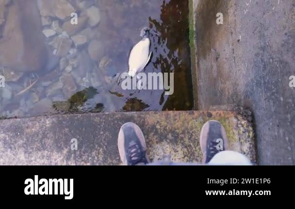 Bird and man Stock Videos & Footage - HD and 4K Video Clips - Alamy