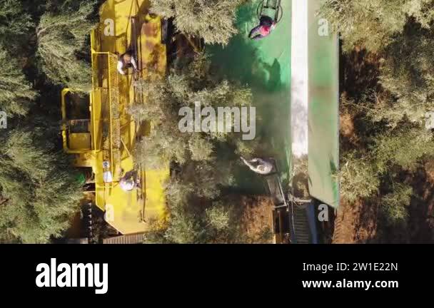 Olive Tree Shaker Harvester operation supported by four Pole beating ...