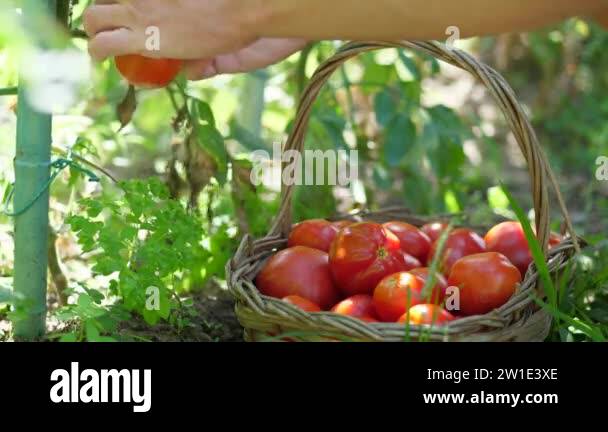 Biological garden Stock Videos & Footage - HD and 4K Video Clips - Alamy