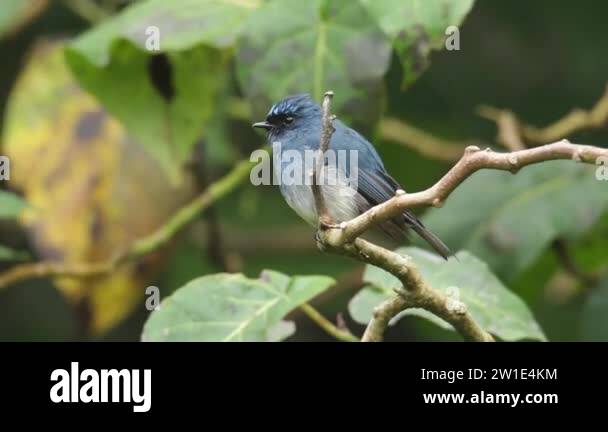 Indigo bird Stock Videos & Footage - HD and 4K Video Clips - Alamy