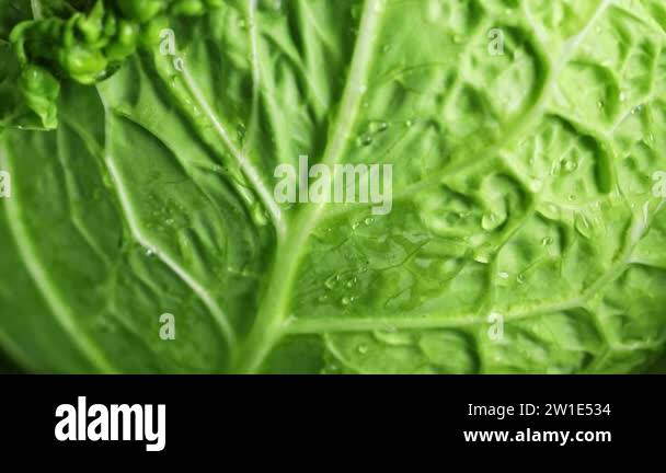 Curled edge Stock Videos & Footage - HD and 4K Video Clips - Alamy