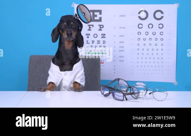 Cute dachshund dog ophthalmologist in doctor uniform with robe and head ...