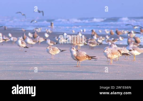 A flock of seagulls gather on the beach in the early morning sun. In 4K ...