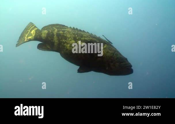 Atlantic giant grouper fish underwater of ocean Stock Video Footage - Alamy