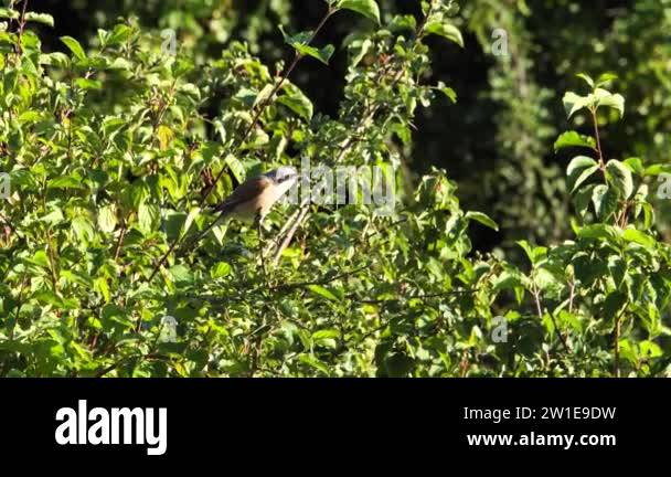 Insect catching Stock Videos & Footage - HD and 4K Video Clips - Alamy