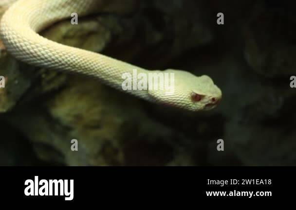 Crotaline snakes Stock Videos & Footage - HD and 4K Video Clips - Alamy