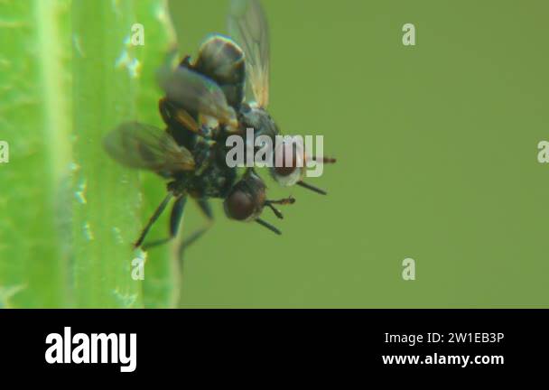 Active move Courtship rituals of insects and Mating. Two Tachinid fly ...