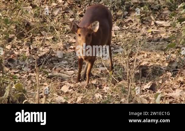 Fawn in the park Stock Videos & Footage - HD and 4K Video Clips - Alamy