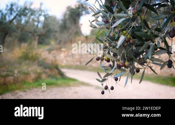 Growth on olive Stock Videos & Footage - HD and 4K Video Clips - Alamy
