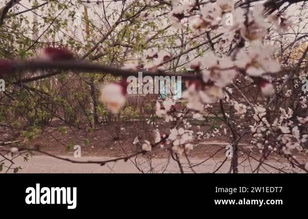 Wooden hut in blooming Stock Videos & Footage - HD and 4K Video Clips ...