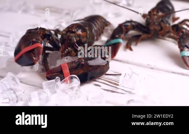 Brown lobsters Stock Videos & Footage - HD and 4K Video Clips - Alamy