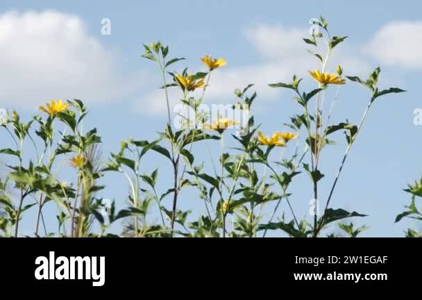Blossoming sunroot stems (Jerusalem Artichoke, Helianthus tuberosus ...
