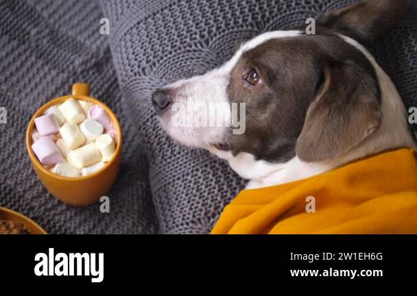 Chocolate hot dog Stock Videos & Footage - HD and 4K Video Clips - Alamy