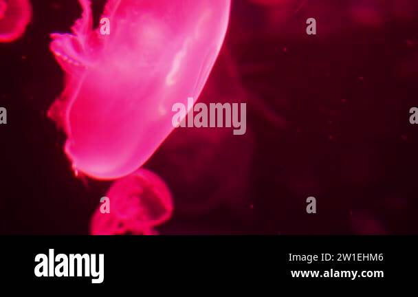 Neon Purple Jellyfish Illuminated With Color Light Underwater. Jelly ...