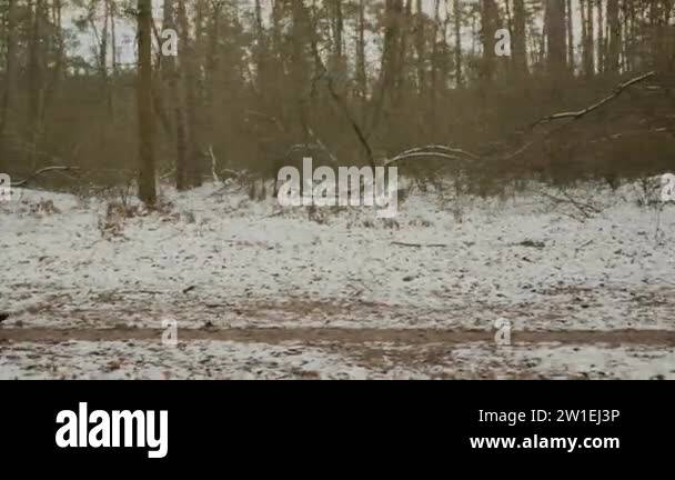 Woman jogging in park at winter. Professional female athlete intense ...