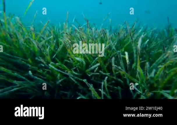 Dense thickets of marine grass Zostera on blue water background. Camera ...
