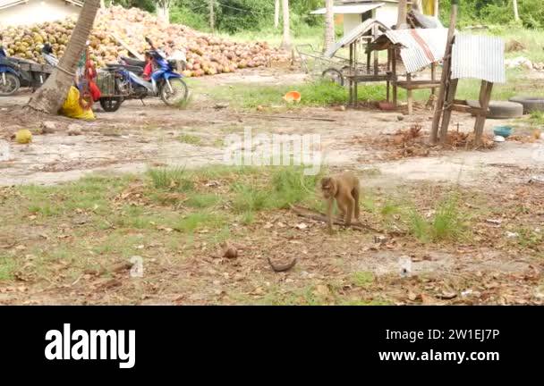Cute monkey worker rest from coconut harvest collecting. The use of ...
