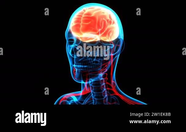 3D Animation Concept of Central Organ of Human Nervous System Brain ...
