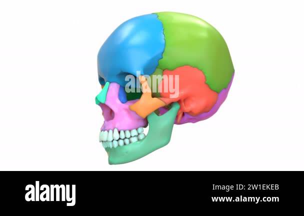3D Animation of Human Skull Bones Anatomy, Skeleton System Stock Video ...