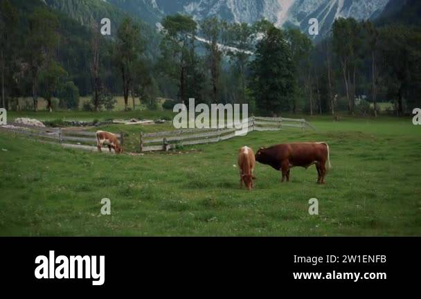 Alpine farm land Stock Videos & Footage - HD and 4K Video Clips - Alamy