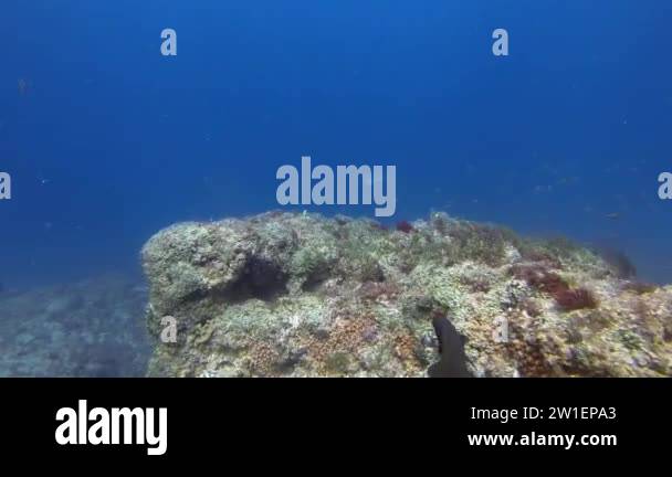 White Spotted Eagle Ray Swimming Over Rocky Coral Reef In Blue Sea ...