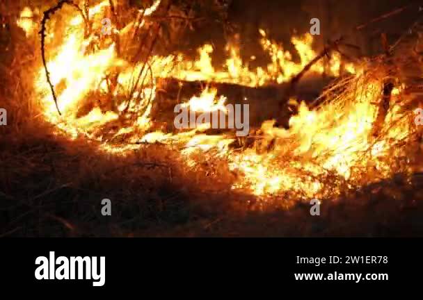 Forest fire. Fire destroys trees and forest animals. Fires in the ...