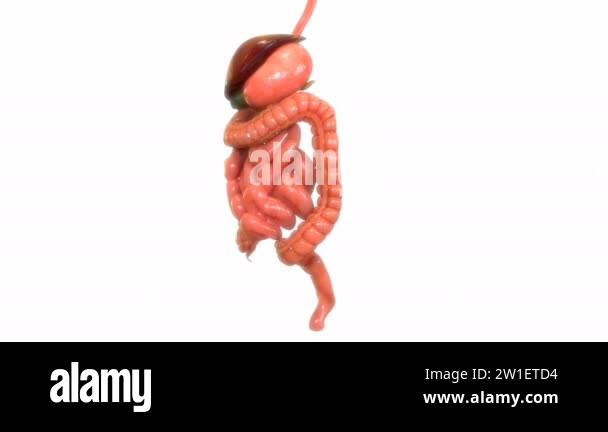 3D Animation Concept of Human Internal Organs Digestive System Anatomy ...