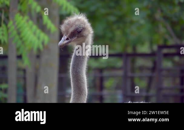 Ostrich in national zoo Stock Videos & Footage - HD and 4K Video Clips ...