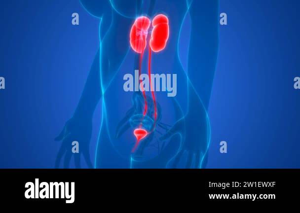 3D Illustration Animation of Female Urinary System kidneys with Bladder ...