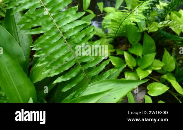 Lush greenery of foliage and leaves Stock Videos & Footage - HD and 4K ...