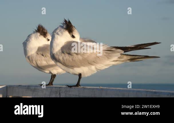 Resting royal terns. Scientific name: Thalasseus maximus, Sterna maxima ...