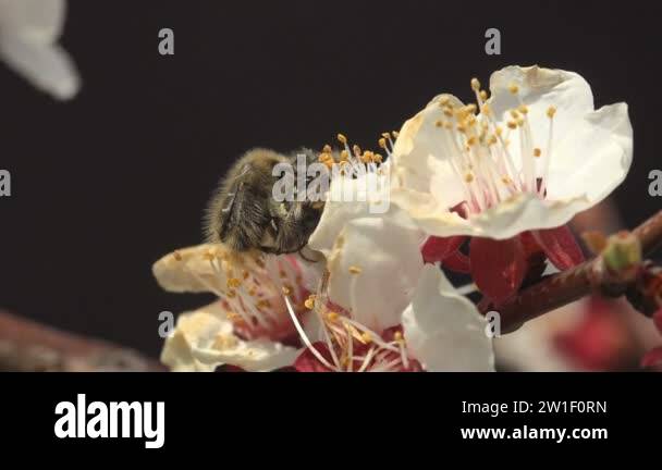 Insect pest Oxythyrea Funesta beetle sitting on white flower apple tree ...