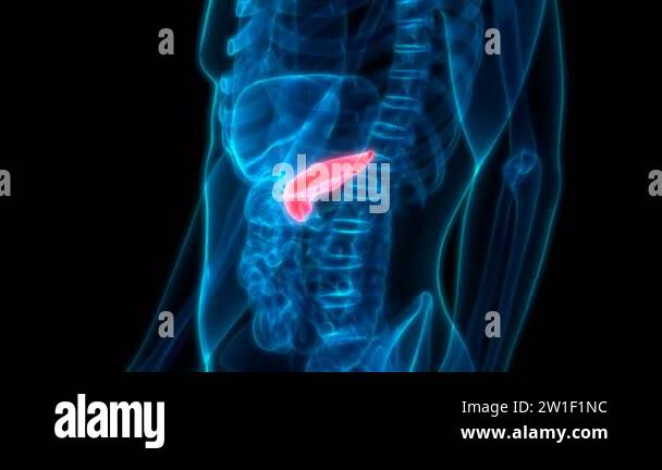 3D Animation Concept of Human Internal Digestive System Organ Pancreas ...