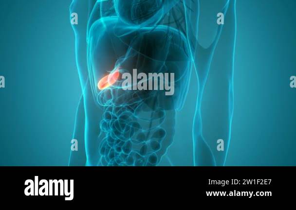 Pancreas organs biology anatomy Stock Videos & Footage - HD and 4K ...