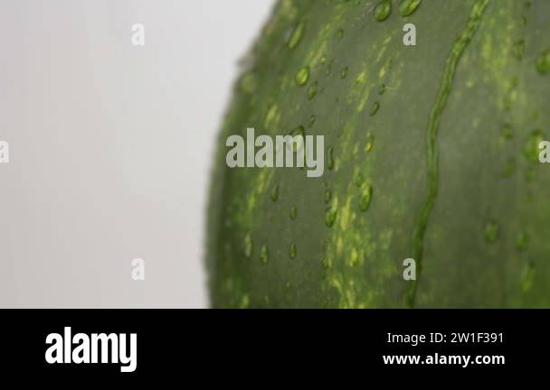 Fresh juicy striped watermelon close-up. Drops of water flow down the ...