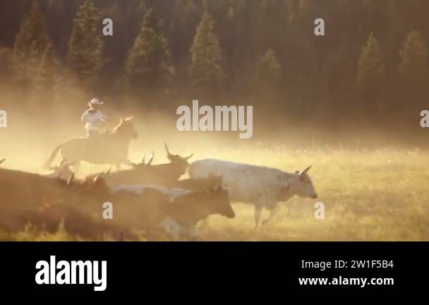 Cowboys herding cattle Stock Videos & Footage - HD and 4K Video Clips ...