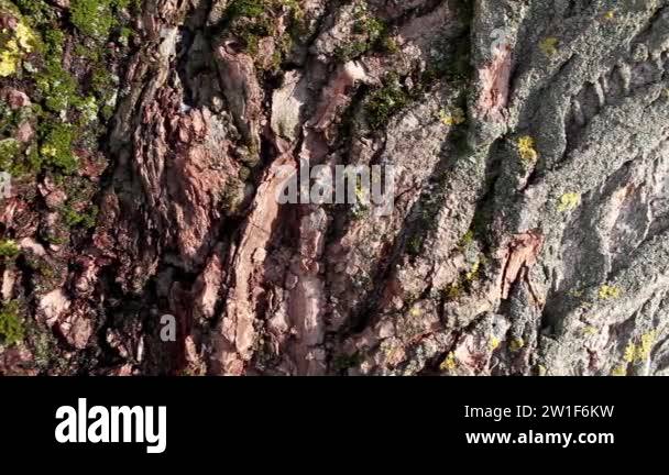 Macro oak texture Stock Videos & Footage - HD and 4K Video Clips - Alamy