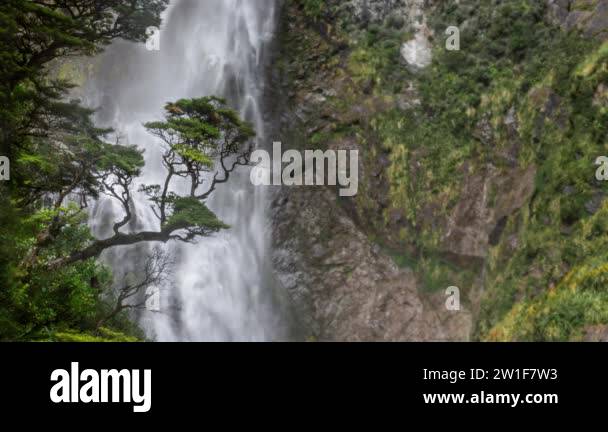 Beech tree new zealand Stock Videos & Footage - HD and 4K Video Clips ...