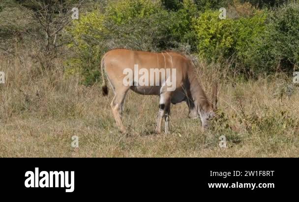 Eland park Stock Videos & Footage - HD and 4K Video Clips - Alamy