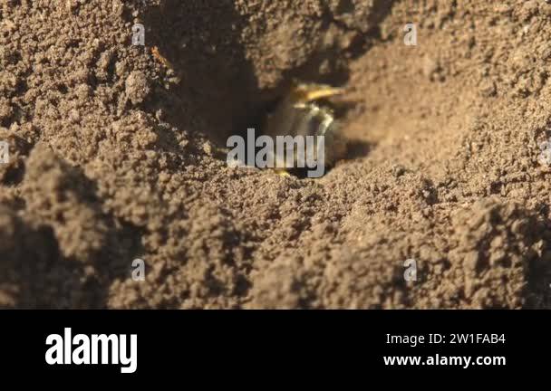 Young honey bee, hatching from an egg, peeps out of hole in ground ...