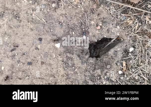 Black ants working and carry the cargo into their anthill through a ...