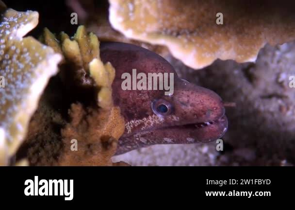 Moray eels hiding under coral in underwater of Philippine Sea Stock ...