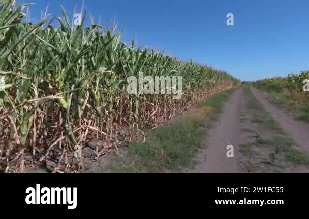 Corn field road Stock Videos & Footage - HD and 4K Video Clips - Alamy