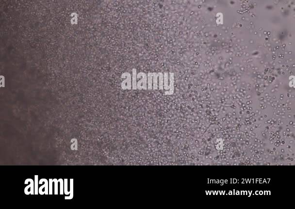 Examination of cell culture under the microscope Stock Videos & Footage ...