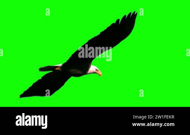 Eagle Flying on Green Screen Stock Video Footage - Alamy