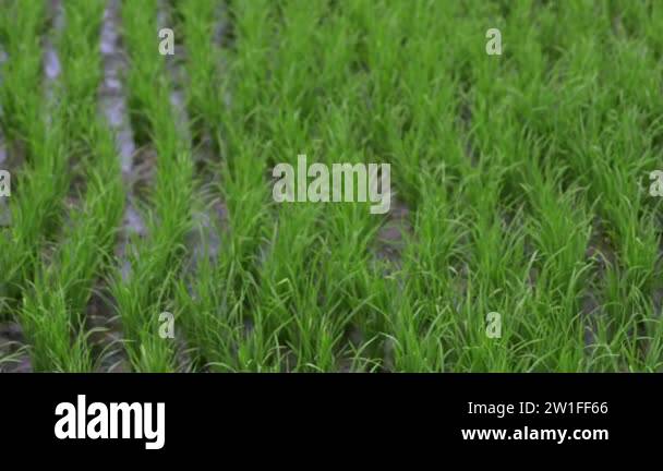 background view new green field healthy rice business. agriculture ...