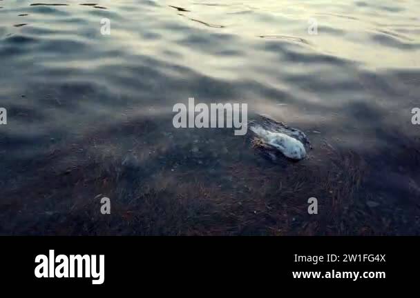 Dead animal corpse floating in polluted water, global environmental ...