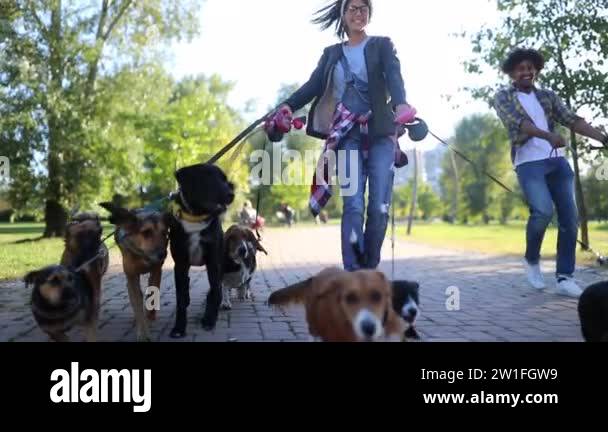 Cute group many dogs Stock Videos & Footage - HD and 4K Video Clips - Alamy