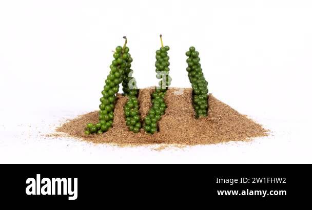 Fresh green pepper, piper nigrum, spice falling in pepper ground on ...